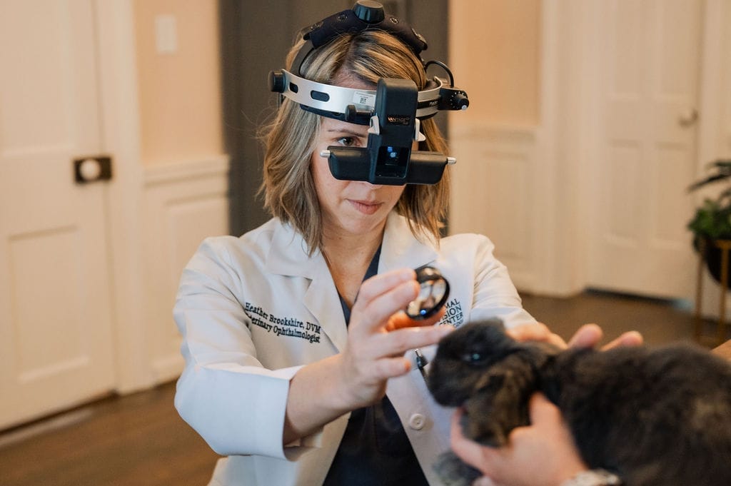 Animal Vision Center of Virginia | Expert Ophthalmology Services