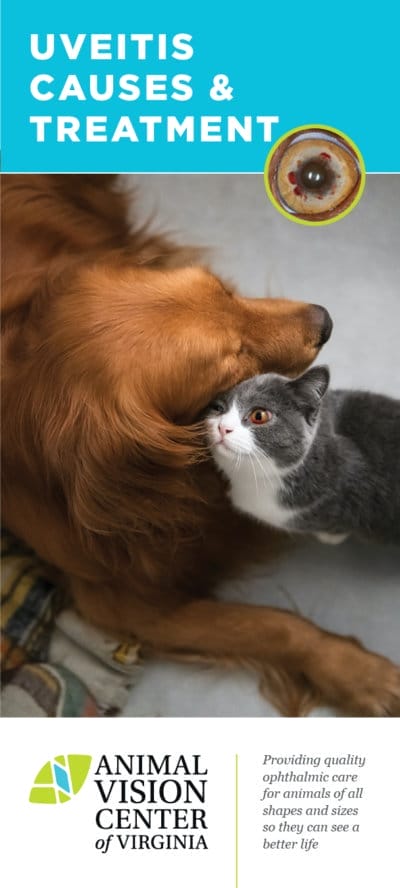 Uveitis Causes and Treatment - Animal Vision Center of VA