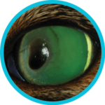 Feline Herpesvirus and Treatment - Animal Vision Center of VA