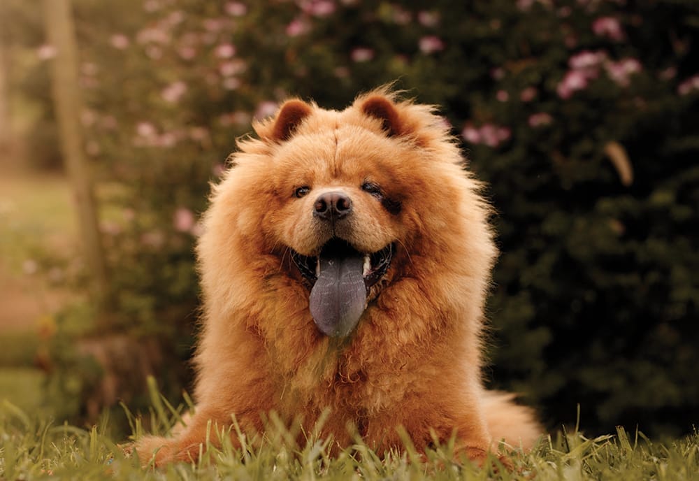 Entropion Causes and Treatment | AVCVA Virtual Library