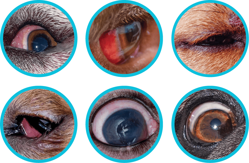 Entropion Causes and Treatment | AVCVA Virtual Library