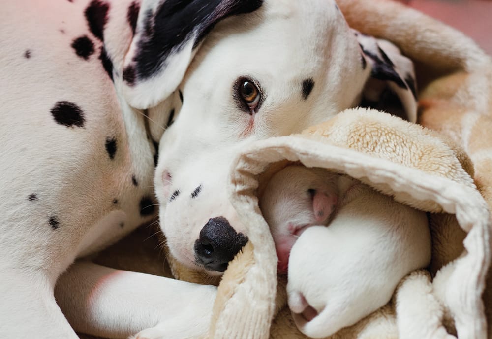 OFA Eye Certification Registry Exams | AVCVA Virtual Library