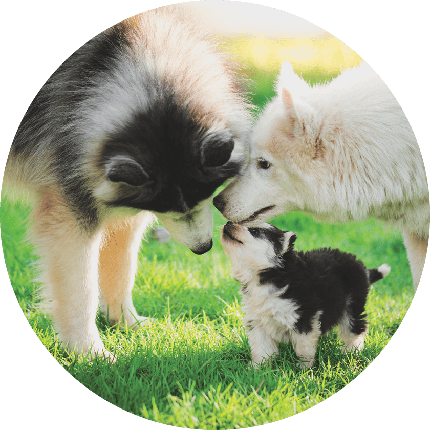 OFA Eye Certification Registry Exams | AVCVA Virtual Library