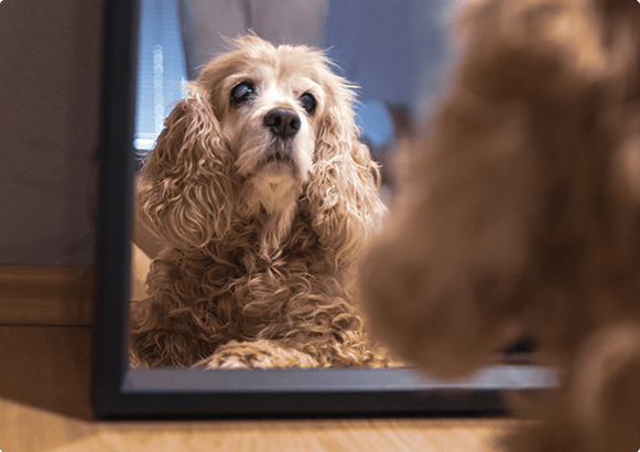 SARDS Causes and Treatment | AVCVA Virtual Library