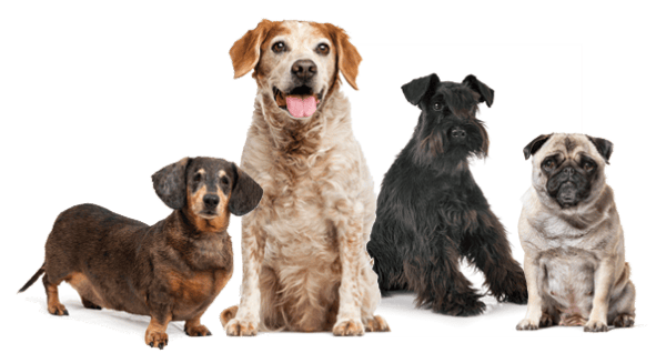 SARDS Causes and Treatment | AVCVA Virtual Library