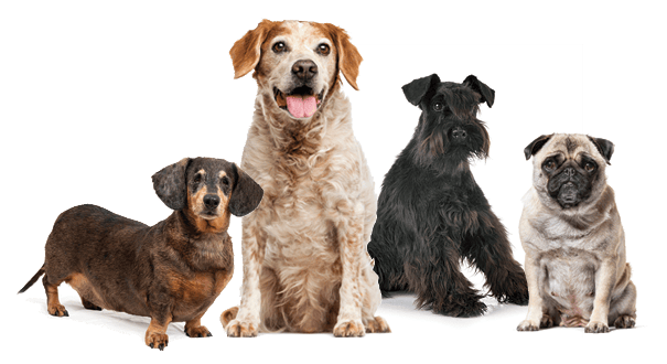 SARDS Causes and Treatment | AVCVA Virtual Library