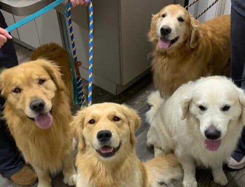 Cataracts and Other Common Eye Issues in Senior Dogs