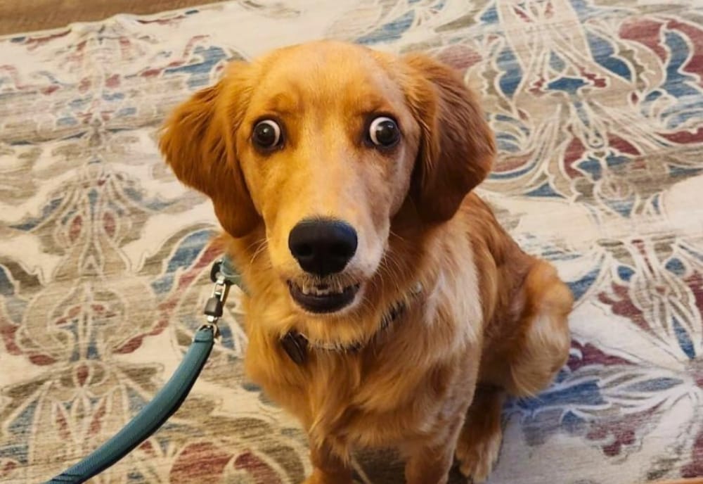 Common dog and cat eye injuries - Animal Vision Center of VA