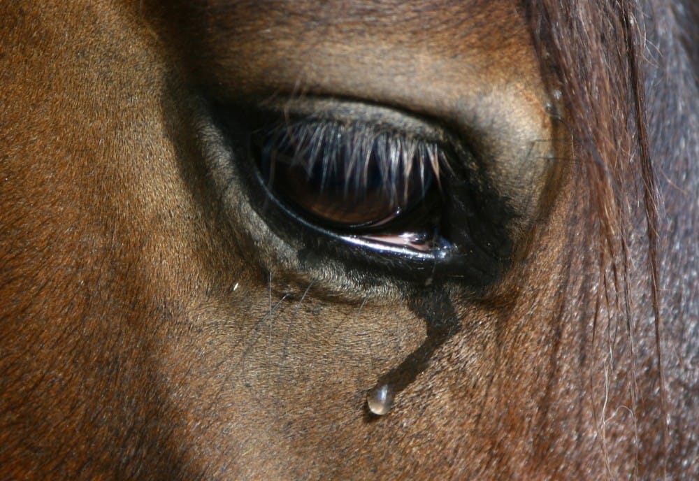 AVCVA_Horse Eye Injury Symptom_Tearing - Animal Vision Center of VA