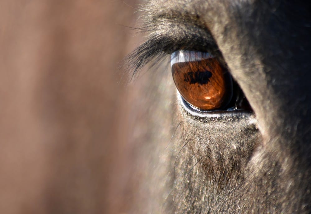 Healthy eyes help horses live a safe, productive life - Animal Vision ...