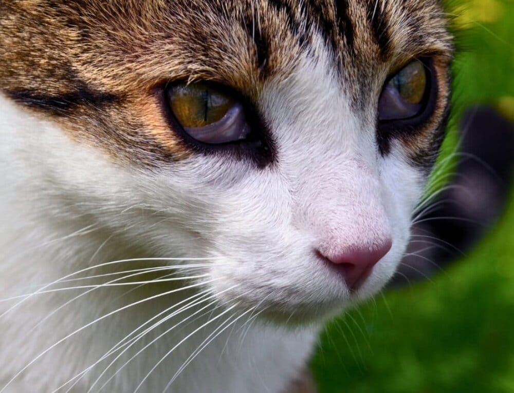 Cataracts and Other Common Eye Issues in Senior Dogs