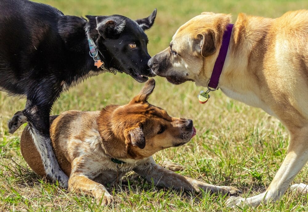 Play it Safe: Avoiding Eye Injuries at the Dog Park - Animal Vision ...